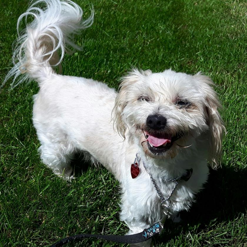 Harley | Animal Control Services