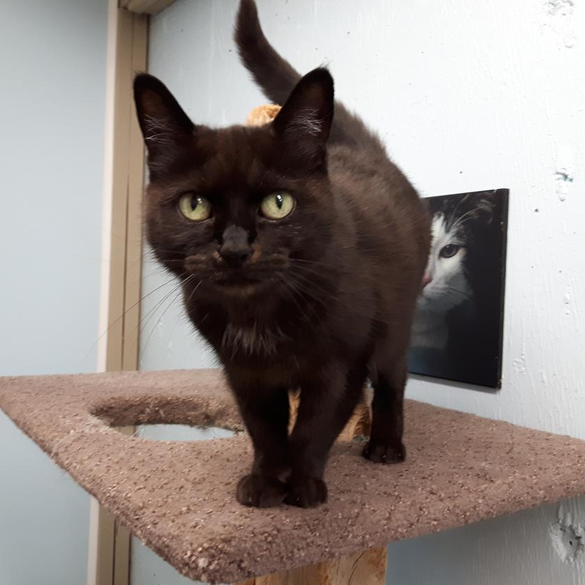 Ashley | Animal Control Services