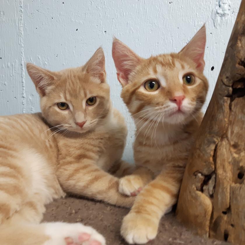 Zazu & Simba | Animal Control Services