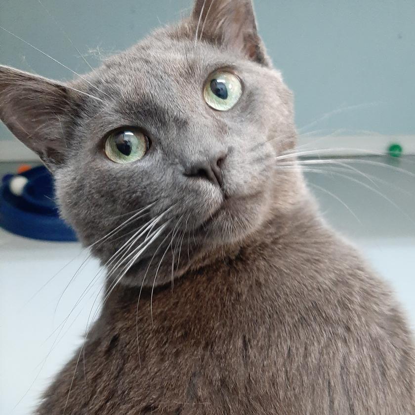 Grayson Jalapeno | Animal Control Services