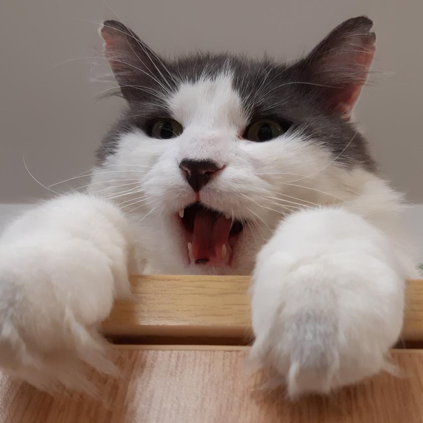 Dr. Carl Grumbles | Animal Control Services