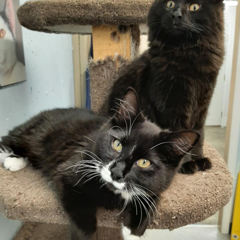 Dennis | Animal Control Services