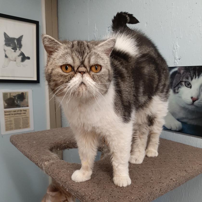 Stalker | Animal Control Services