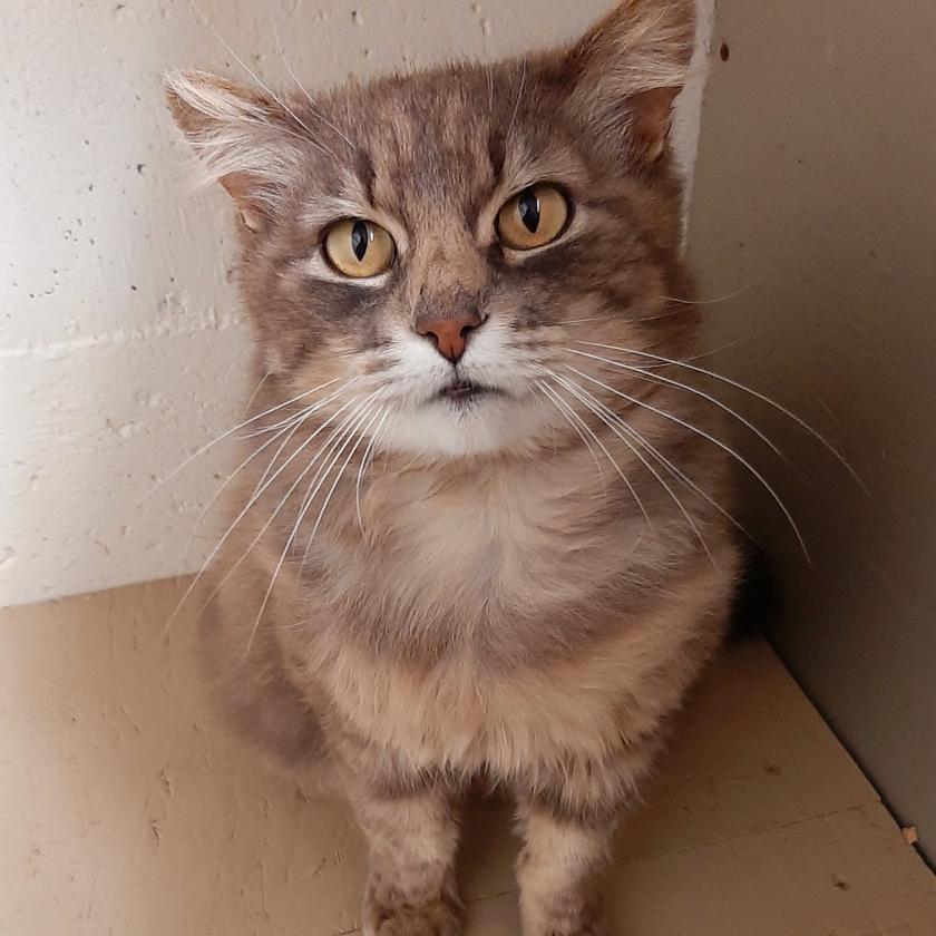 Dusty Grey | Animal Control Services