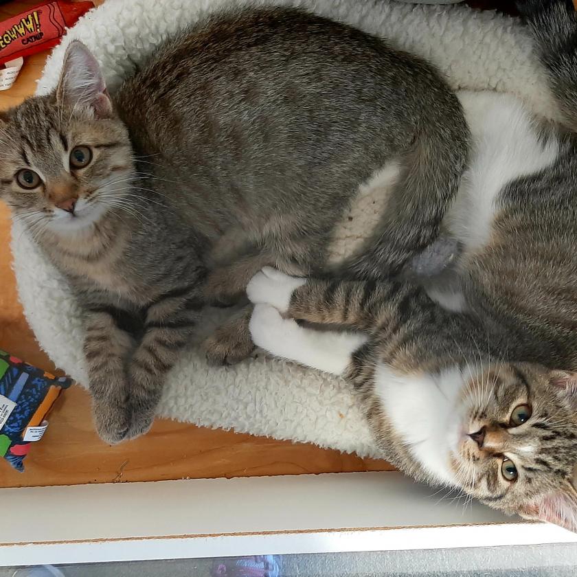Tom Kitten & Mittens | Animal Control Services