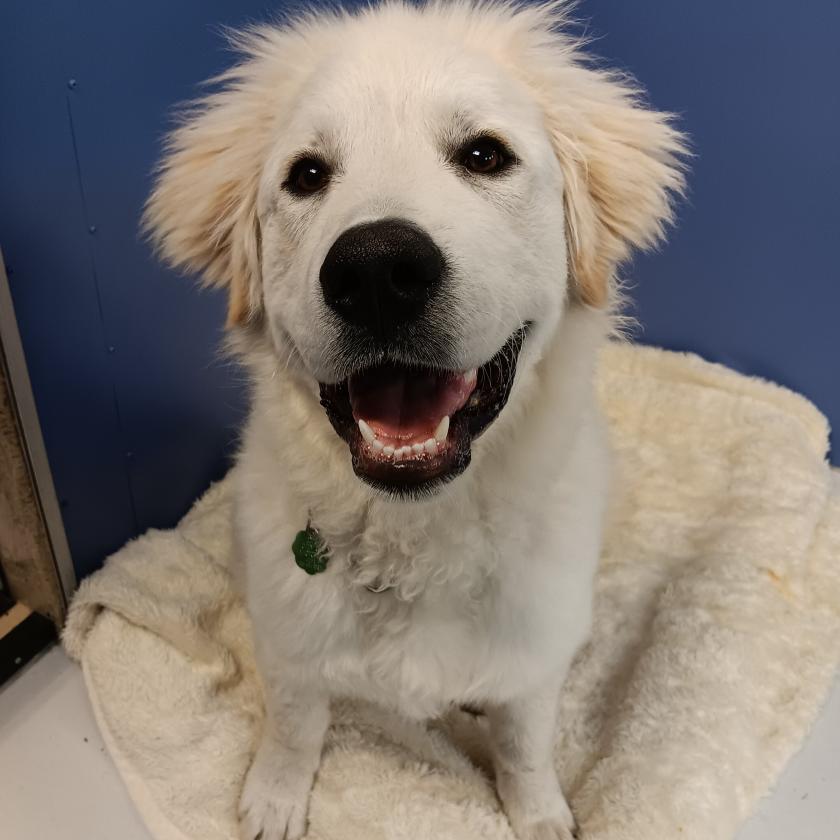 Dozer | Animal Control Services