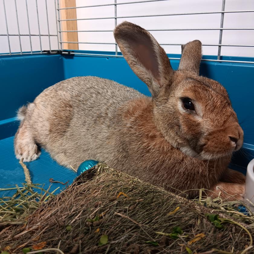 Gary | Animal Control Services