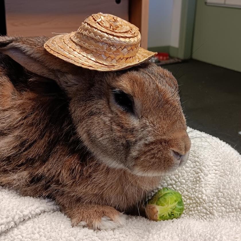 Gary | Animal Control Services