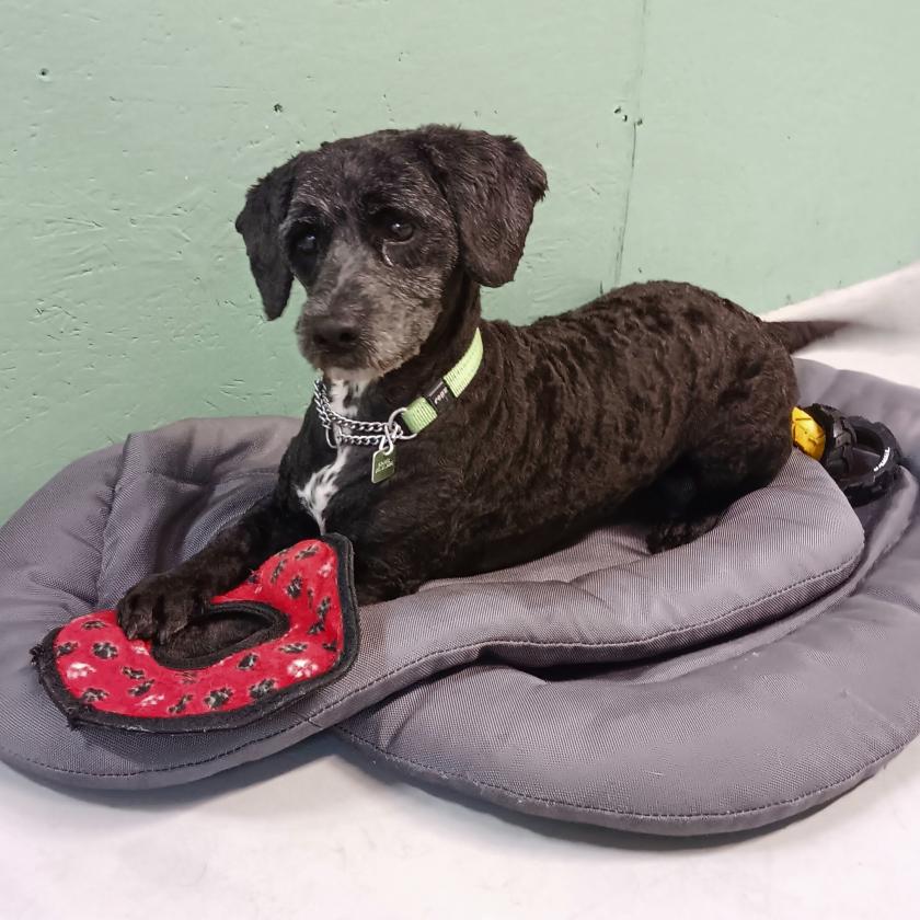 Bogie | Animal Control Services