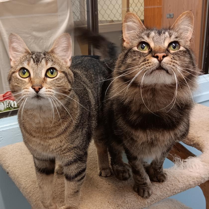 Cleo & Kaiser | Animal Control Services