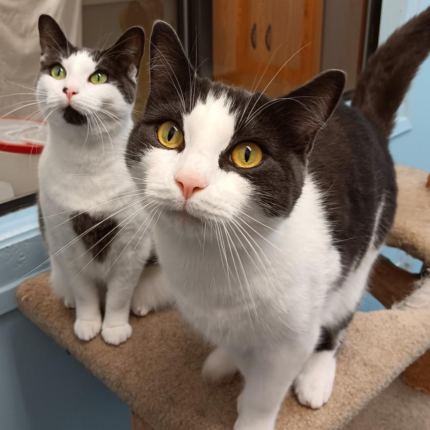 Champion, Ricky & Charles | Animal Control Services