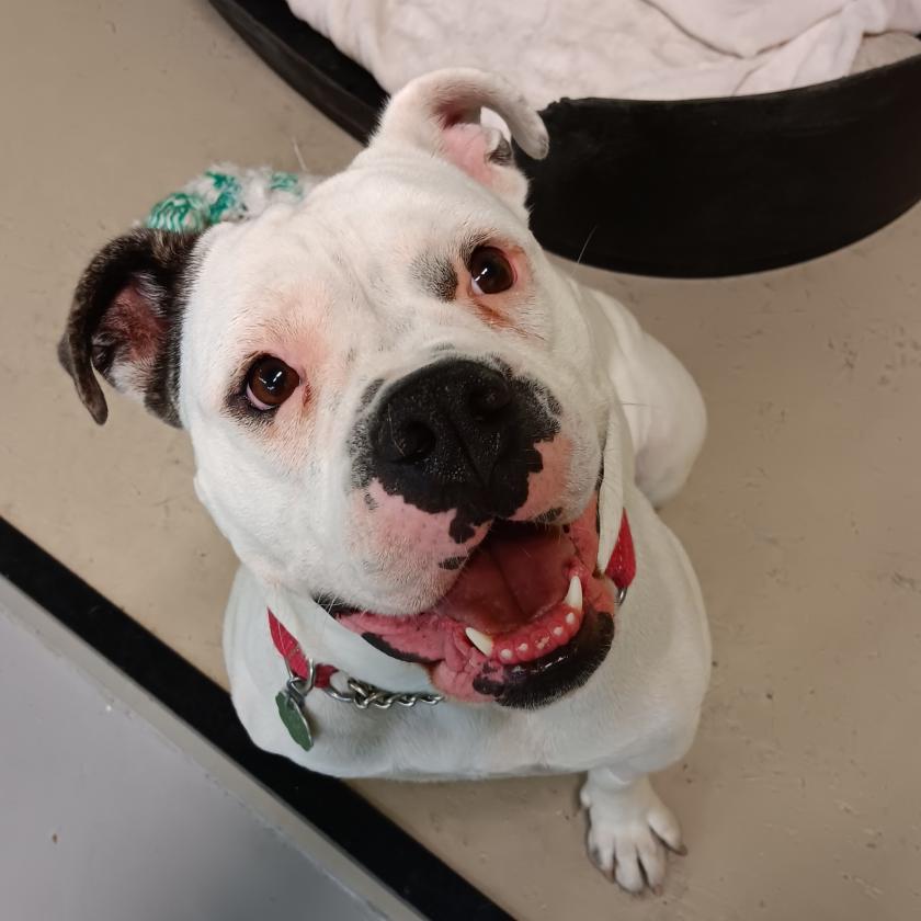 Cheyenne | Animal Control Services