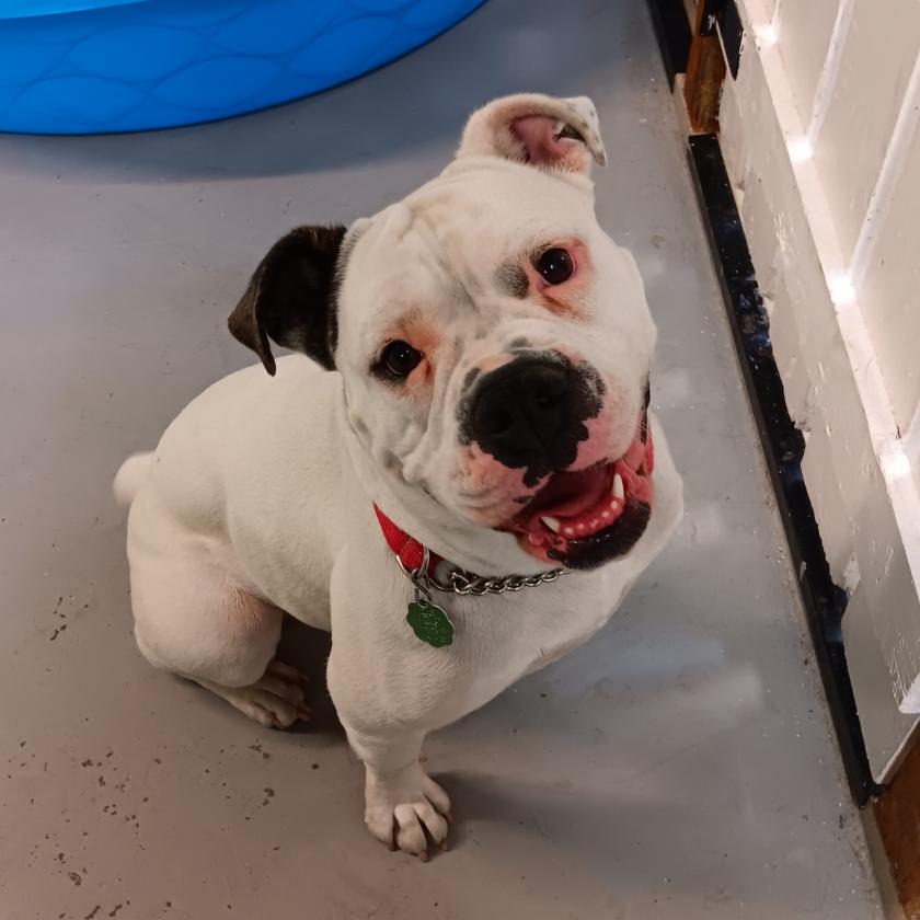 Cheyenne | Animal Control Services