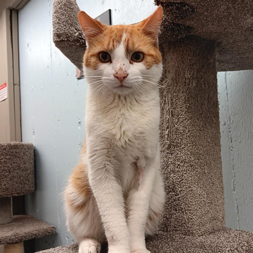 Tofu | Animal Control Services