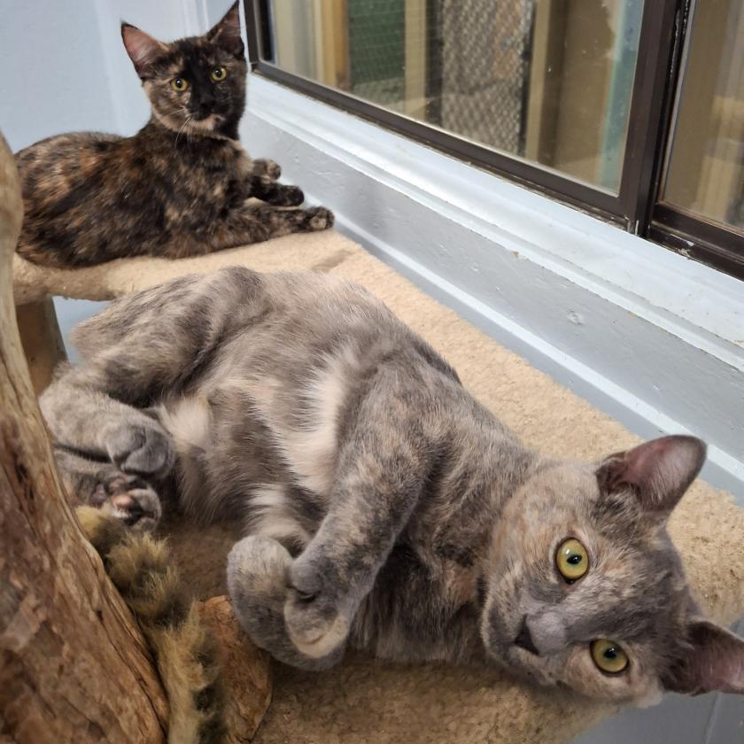 Glinda and Elphaba | Animal Control Services