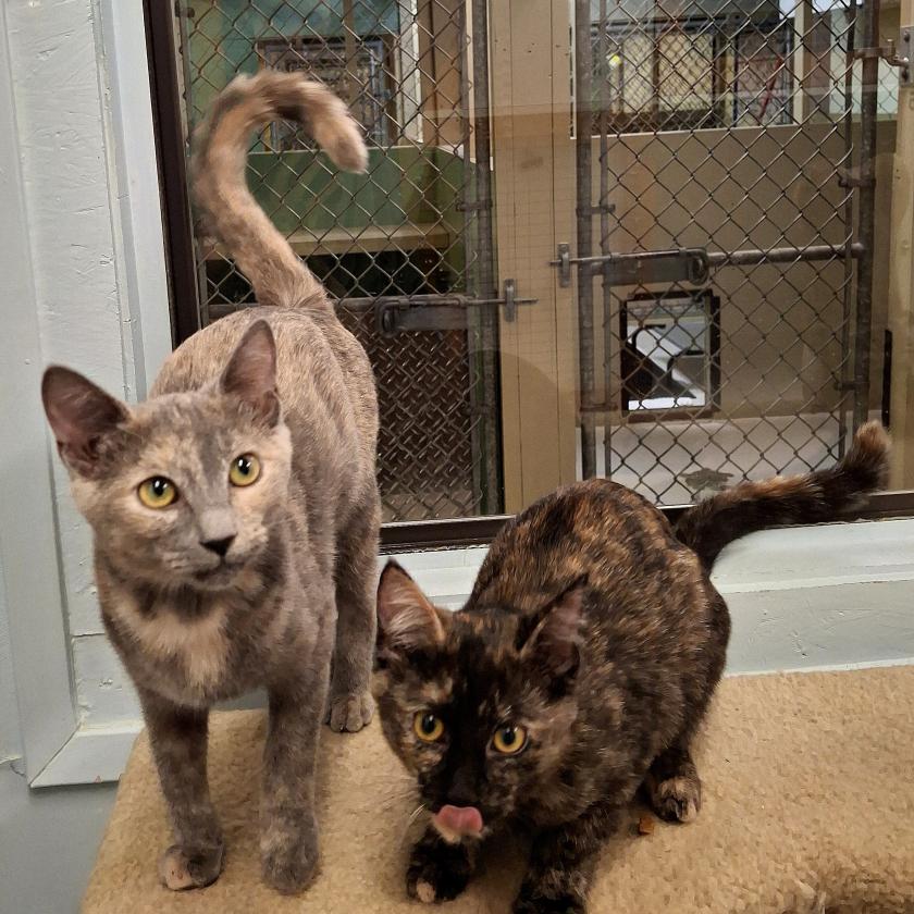 Glinda and Elphaba | Animal Control Services
