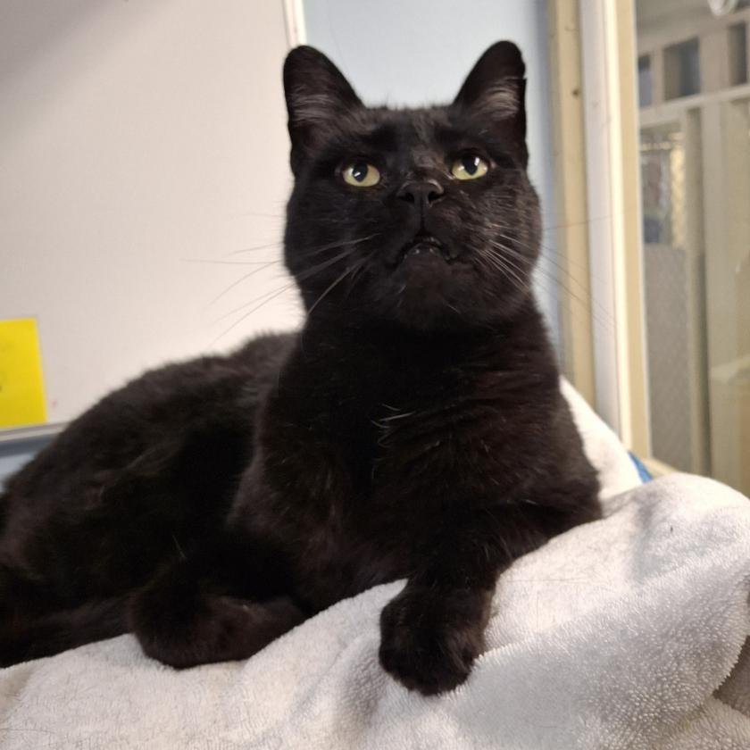 Bruno | Animal Control Services