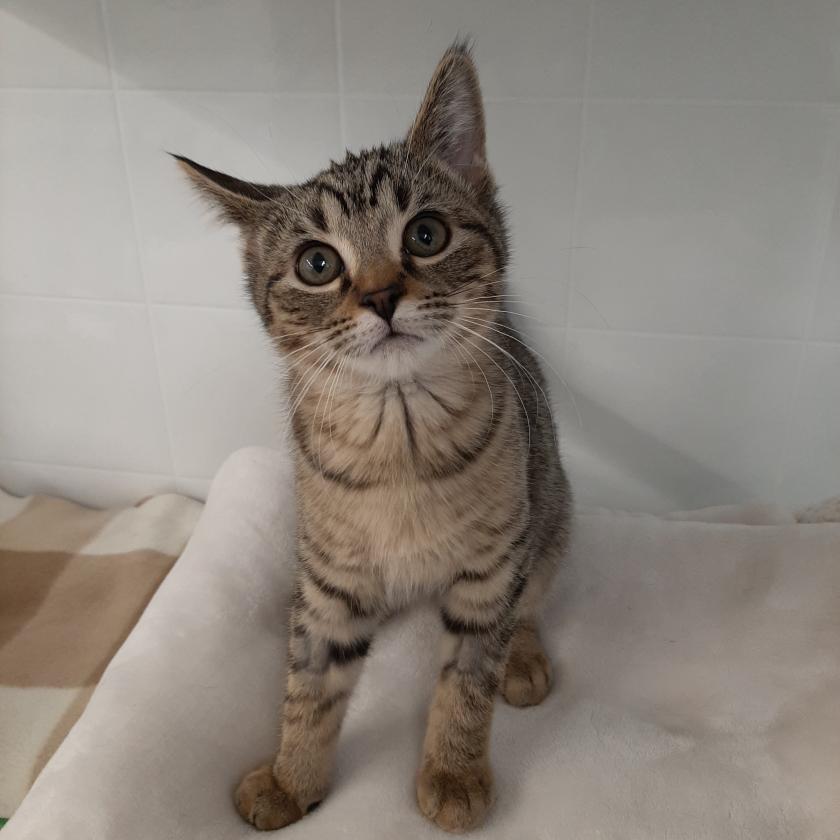 Gunner | Animal Control Services