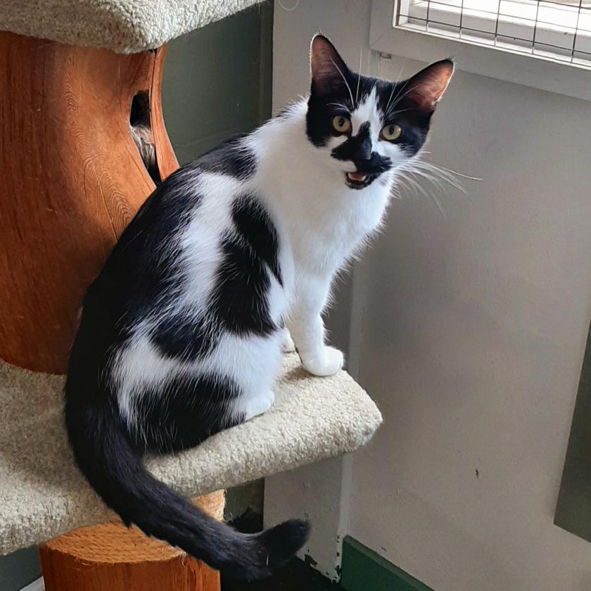 BB | Animal Control Services