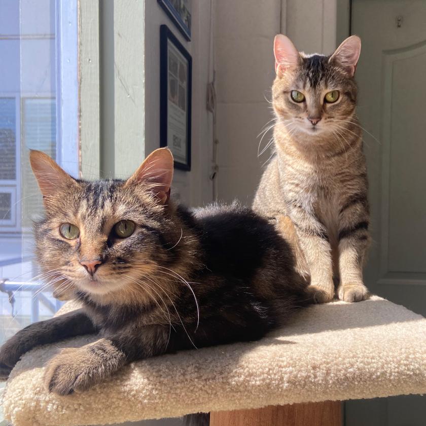 Cleo & Kaiser | Animal Control Services