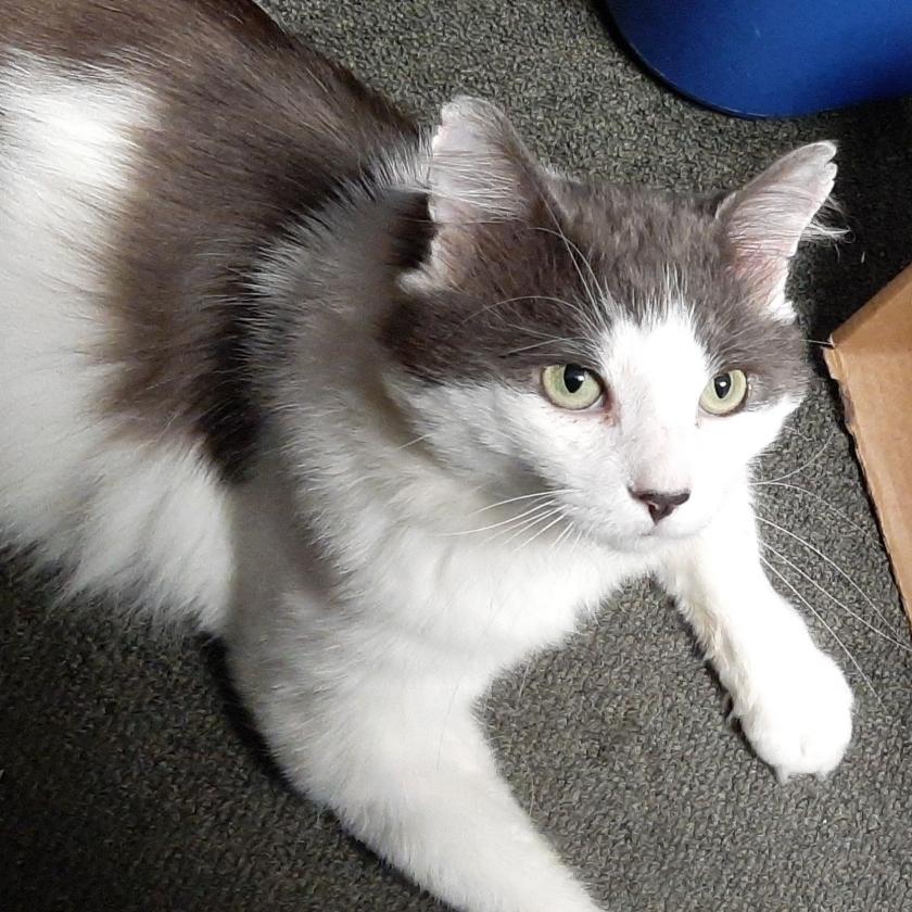 Dr. Carl Grumbles | Animal Control Services