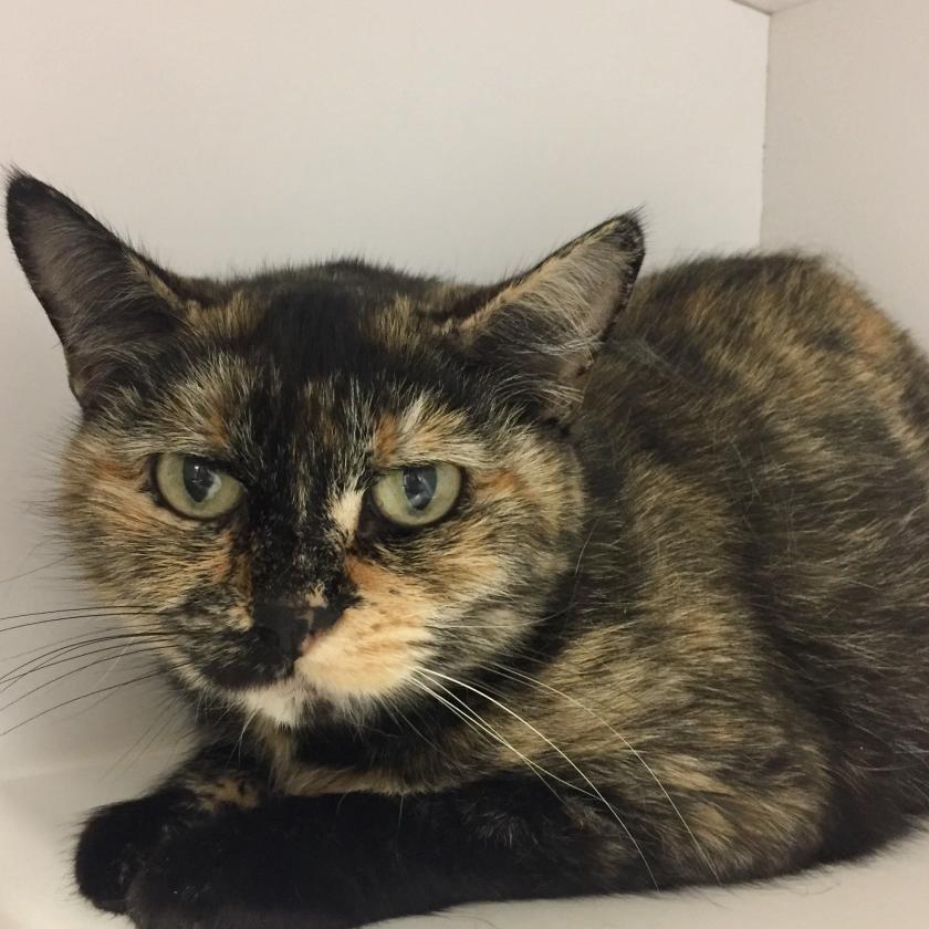 Curry | Animal Control Services