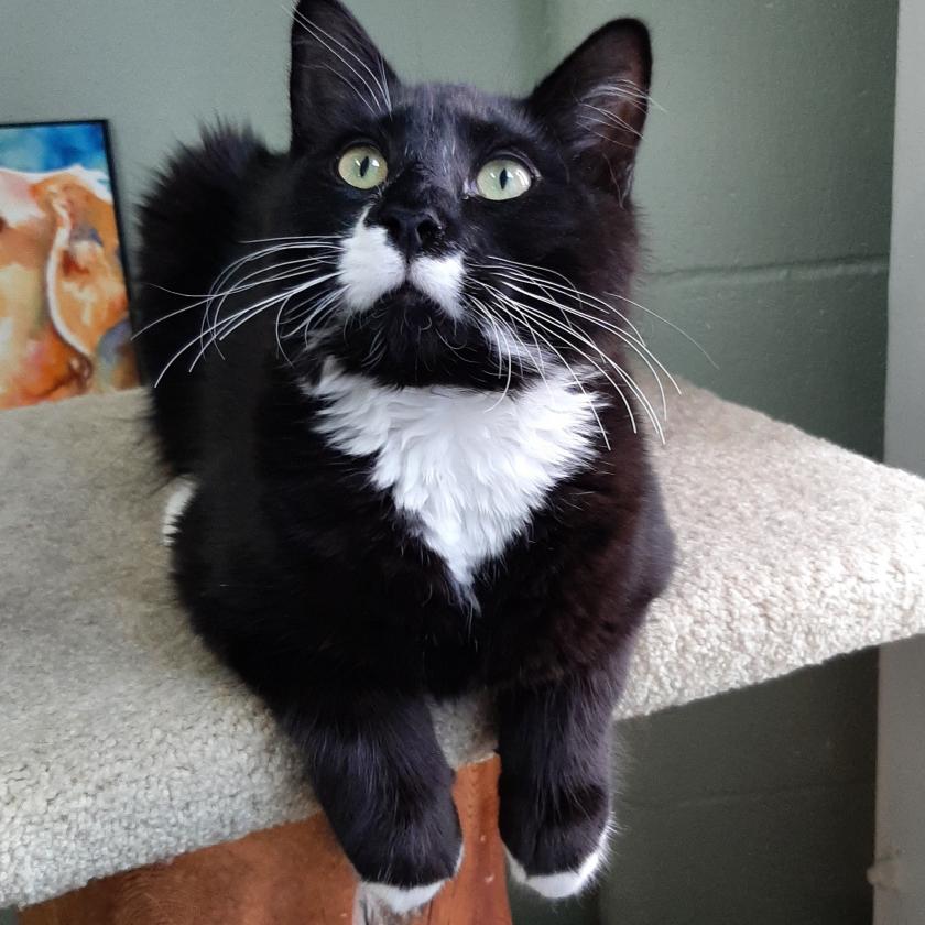 Dennis | Animal Control Services