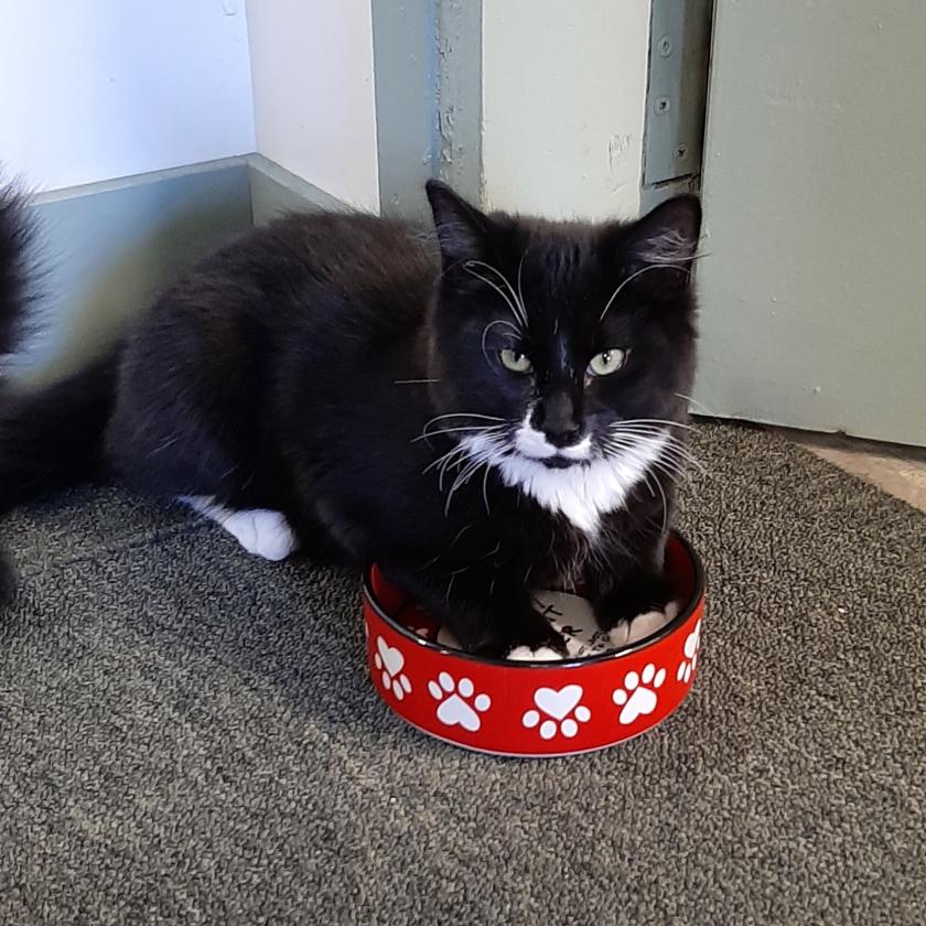 Dennis | Animal Control Services