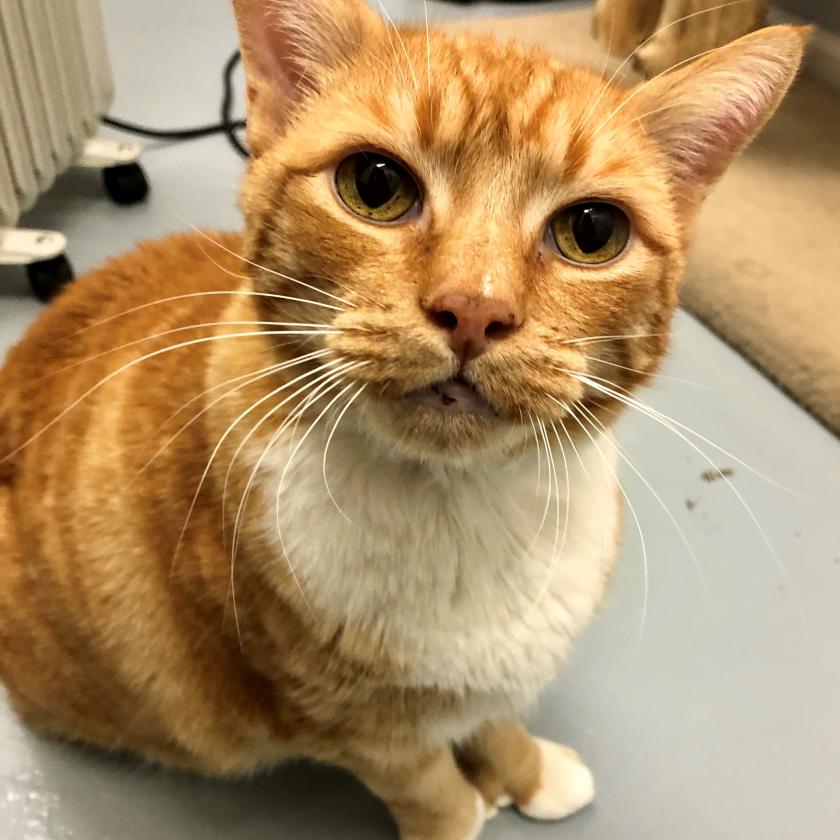 Cheddar | Animal Control Services