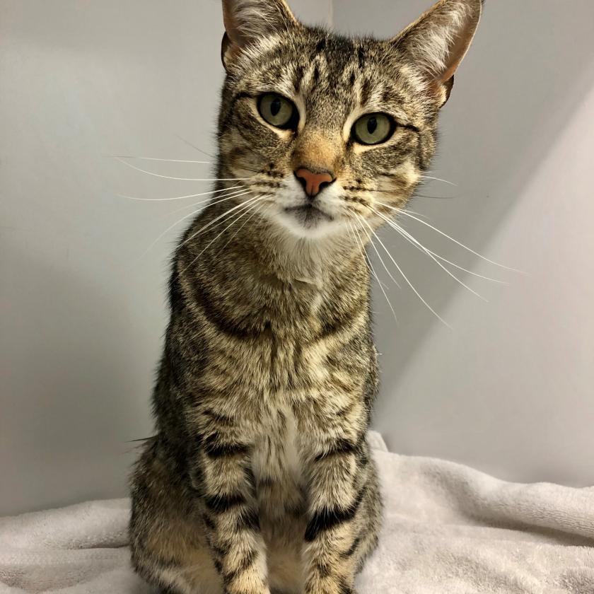 Bobby | Animal Control Services