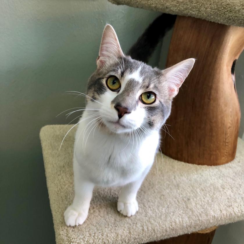 Orion | Animal Control Services