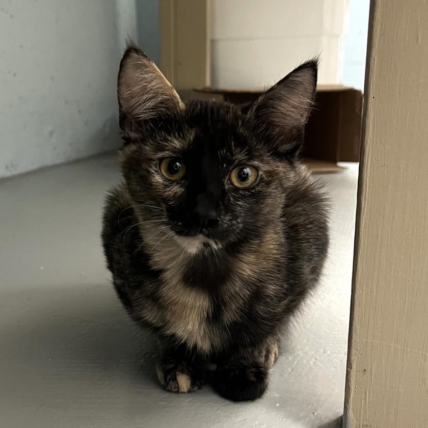 Glinda and Elphaba | Animal Control Services