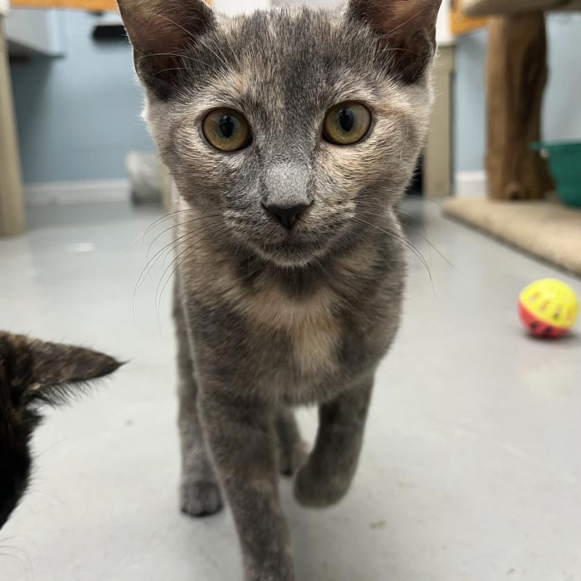 Glinda and Elphaba | Animal Control Services