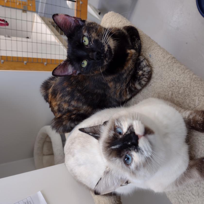 Susan | Animal Control Services