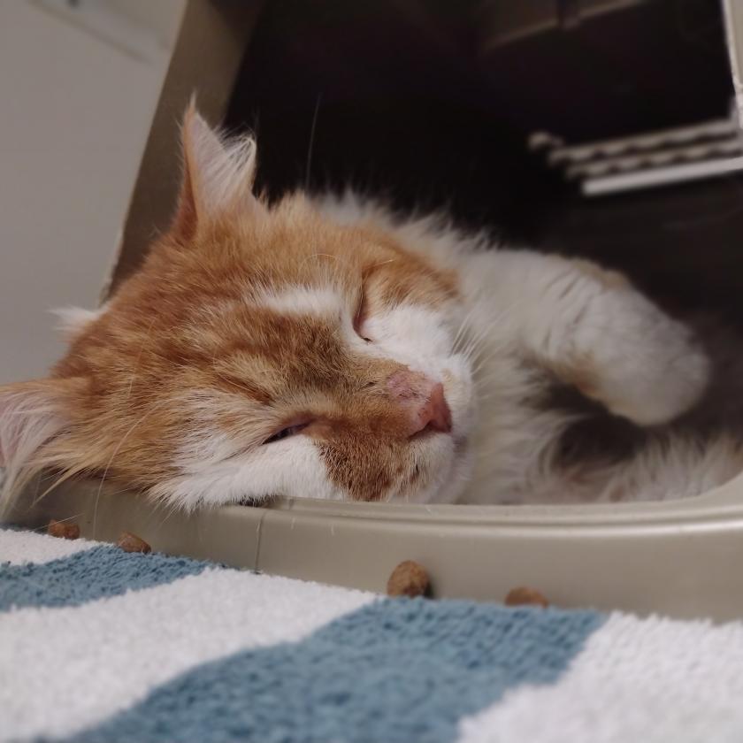 Terry Seattle | Animal Control Services