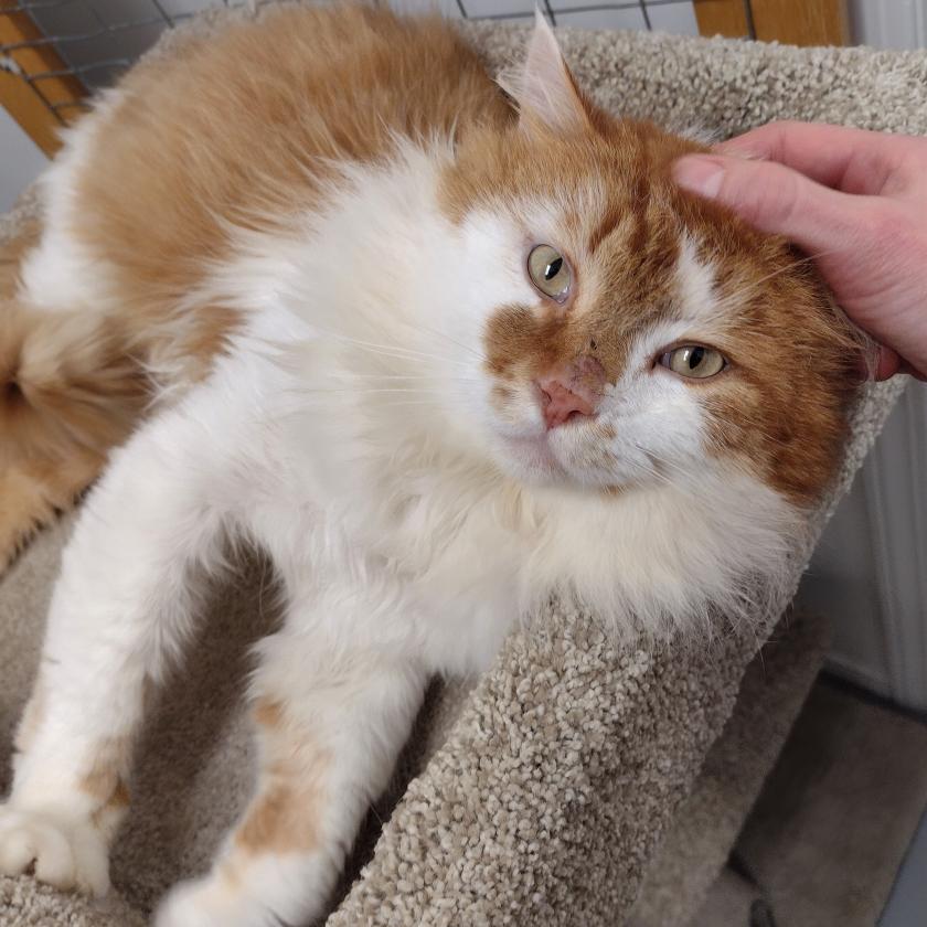 Terry Seattle | Animal Control Services