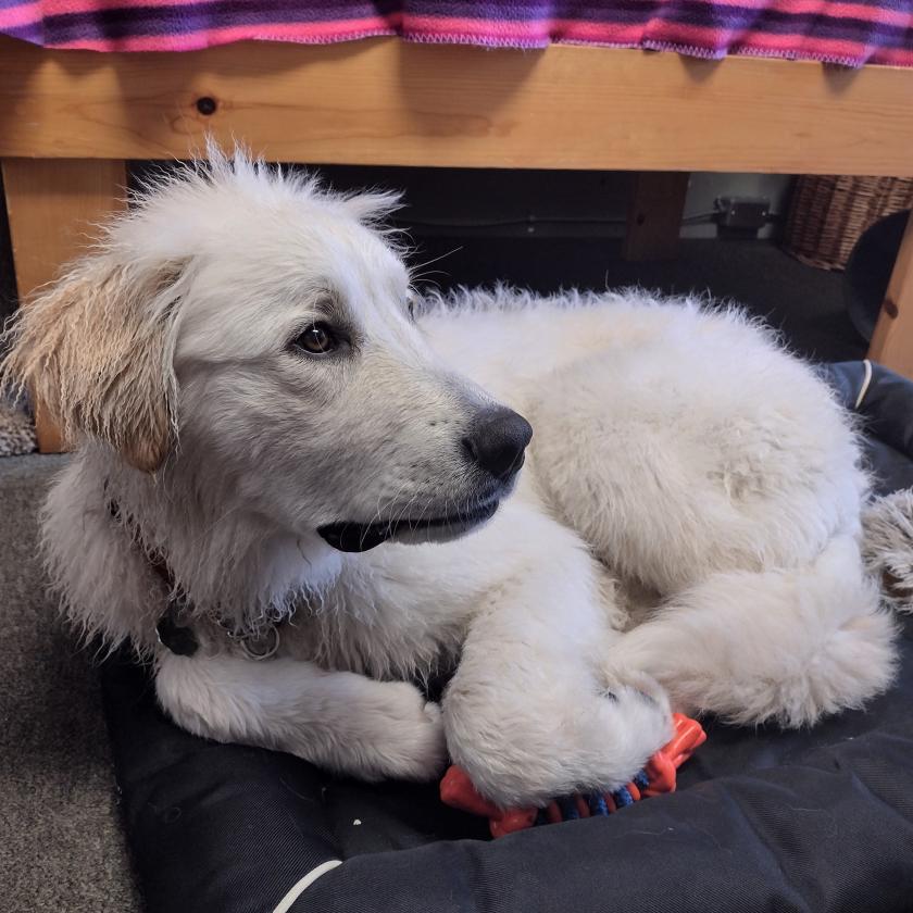 Dozer | Animal Control Services