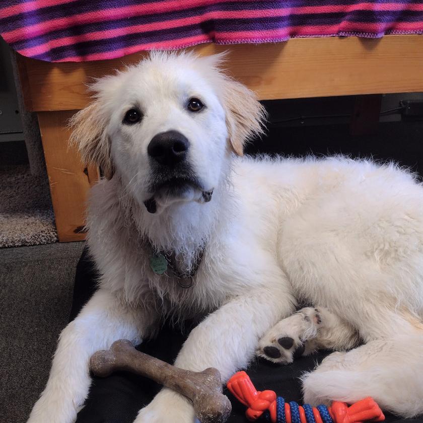 Dozer | Animal Control Services