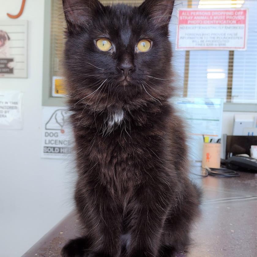 Cameron & Bill | Animal Control Services