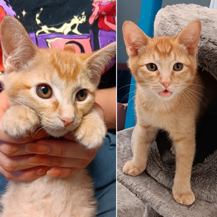 Tim & Alpine | Animal Control Services