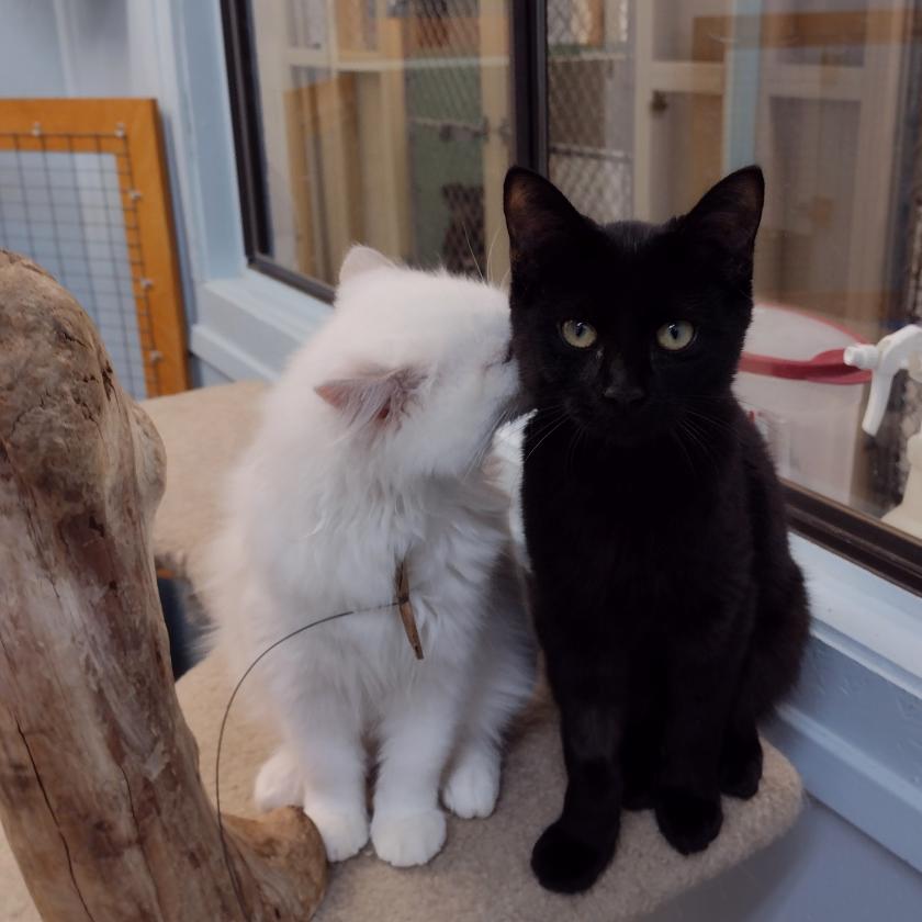 Tyrone | Animal Control Services