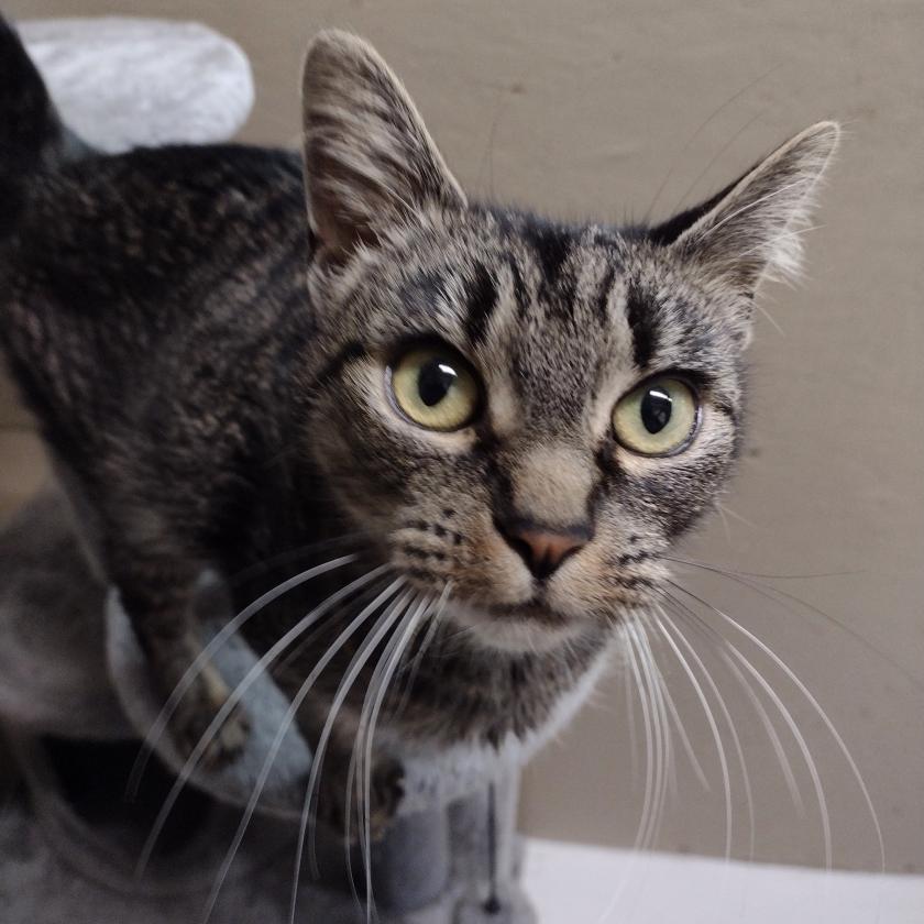 Marge | Animal Control Services