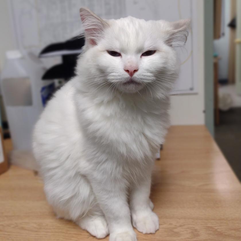 Tyrone | Animal Control Services