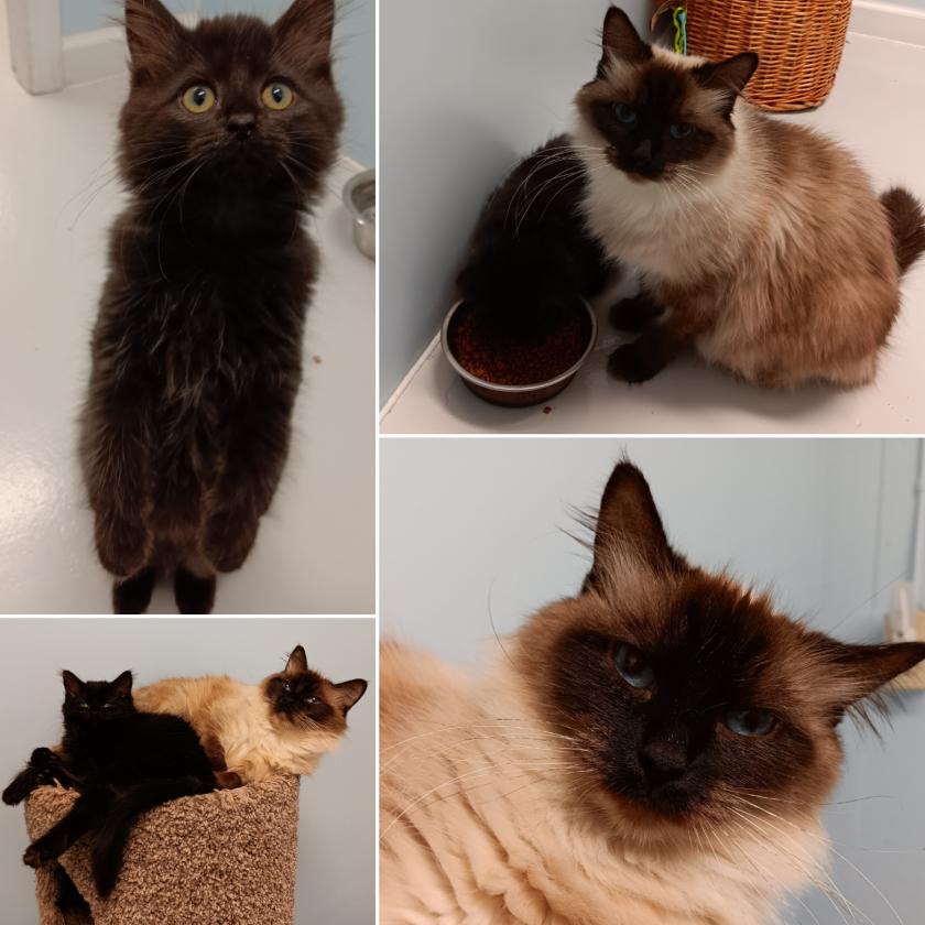 Mork & Mindy | Animal Control Services