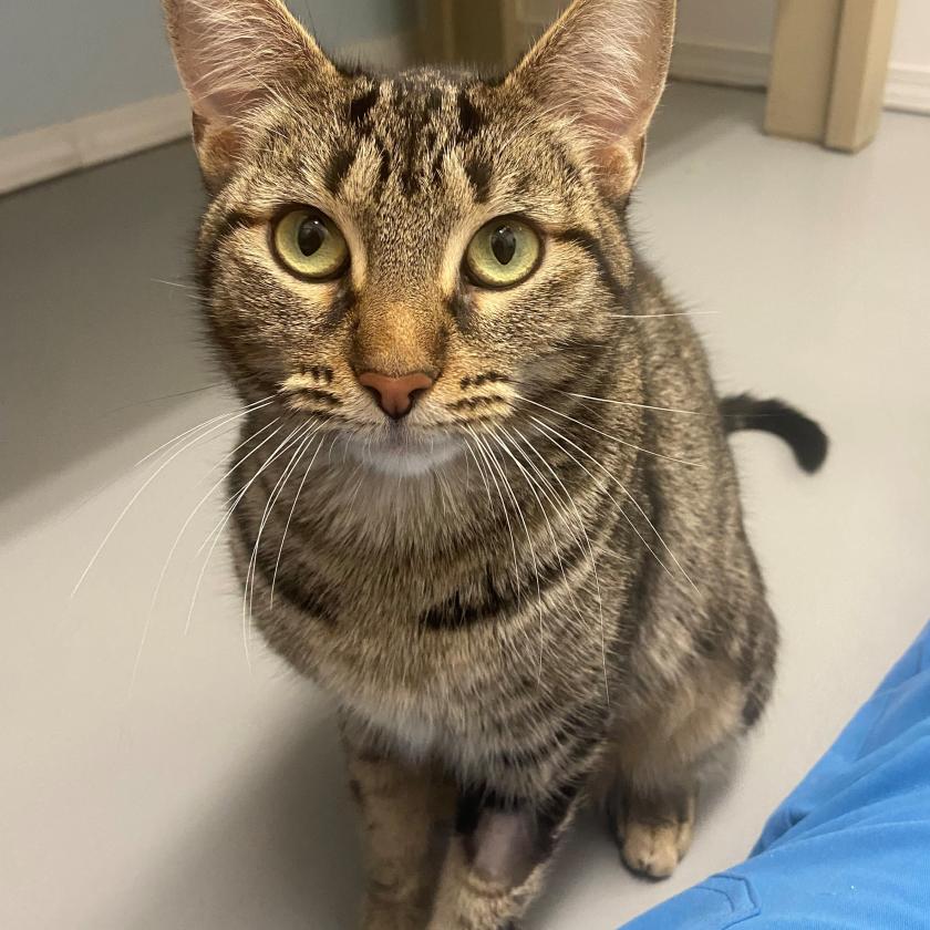 Katie | Animal Control Services