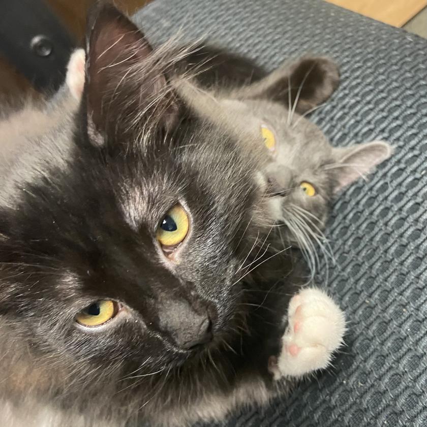 Cameron & Bill | Animal Control Services