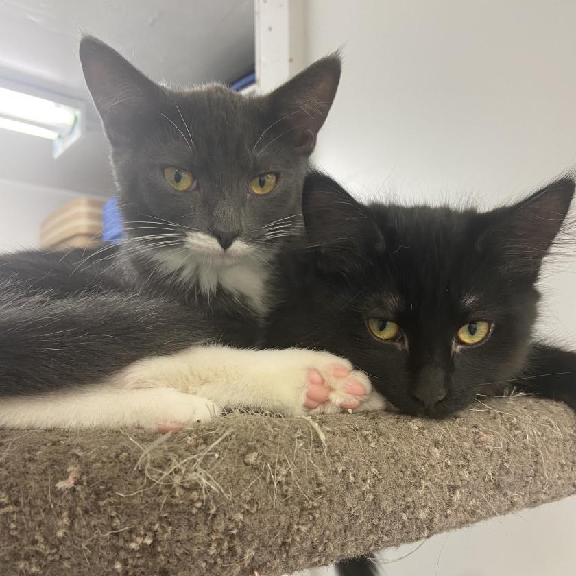 Cameron & Bill | Animal Control Services