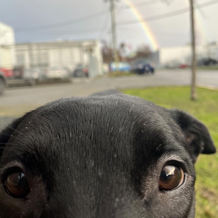 Gus Griswald | Animal Control Services