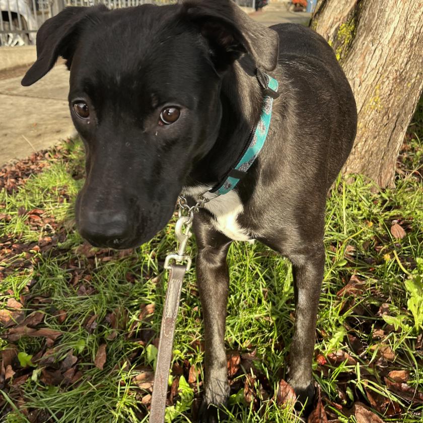 Gus Griswald | Animal Control Services