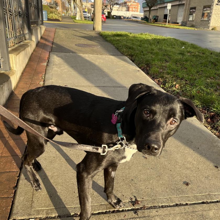 Gus Griswald | Animal Control Services